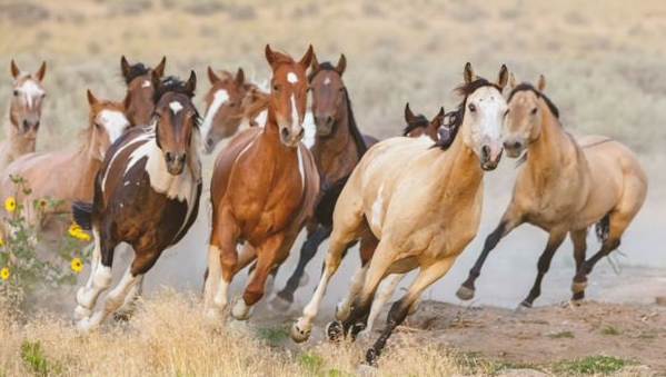 A rienda suelta: TIPOS DE CABALLOS