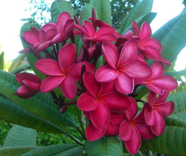 Flora de Puerto Rico Ilustrada Papo Vives: APOCYNACEAE PLUMERIA RUBRA ALELÍ
