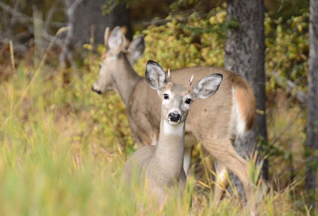 Turbo's Track and Photo Tour: Whitetail bucks, Full moon and Calf moose ...