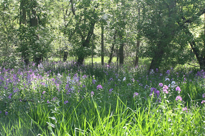 Isabella Conservation District Environmental Education Program: A tale ...