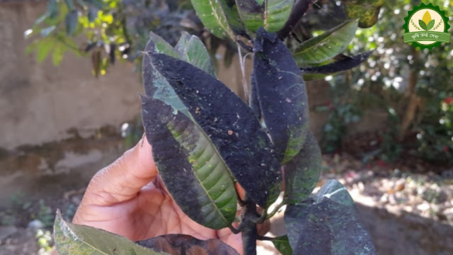 Disease Management of Mango - কৃষি তথ্য সেবা
