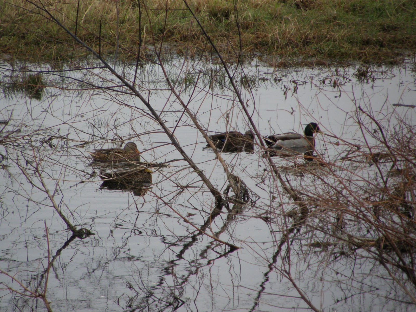Concerned Citizens Around Murphy: Wetlands Coverup