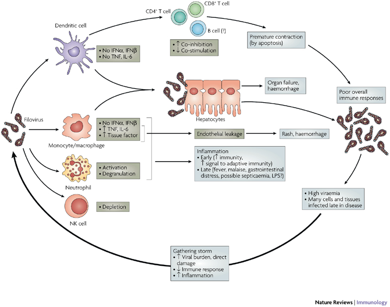 Infection Landscapes: Marburg Hemorrhagic Fever