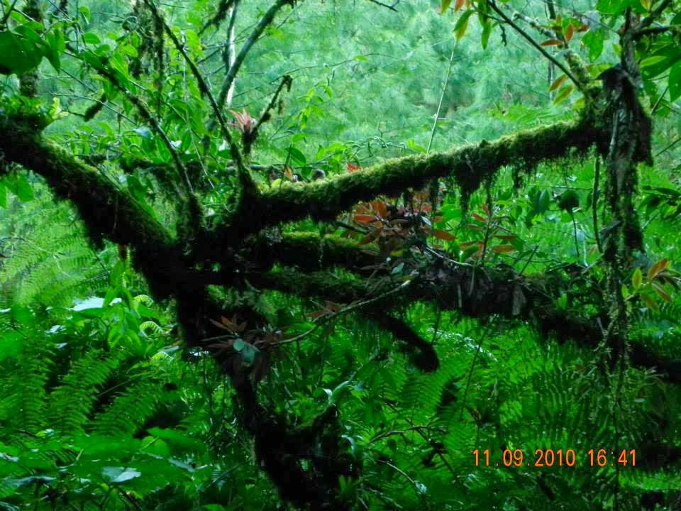 El naturalista: El bosque Mesófilo de Montaña. Un ecosistema seriamente ...