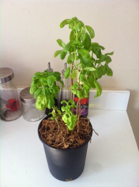 POTHOS ETHOS