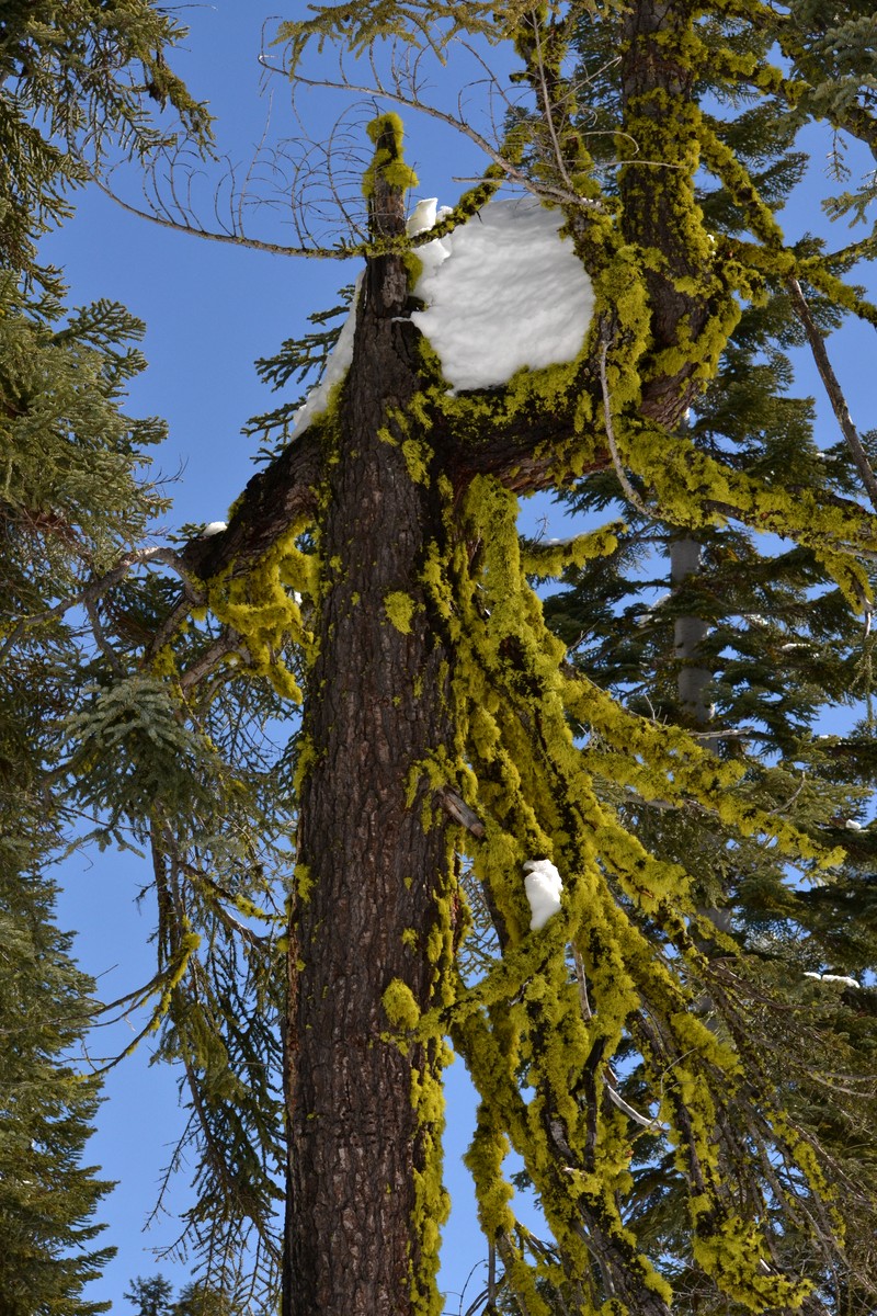 Woods Walks and Wildlife: Visiting Mount Shasta