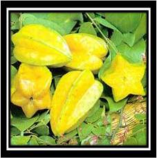 STaR FrUiT LtDa: EL CARAMBOLO