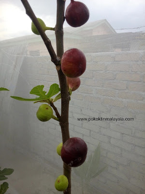 Pokok tin hidup subur di malaysia | Tanaman Pokok Buah Tin