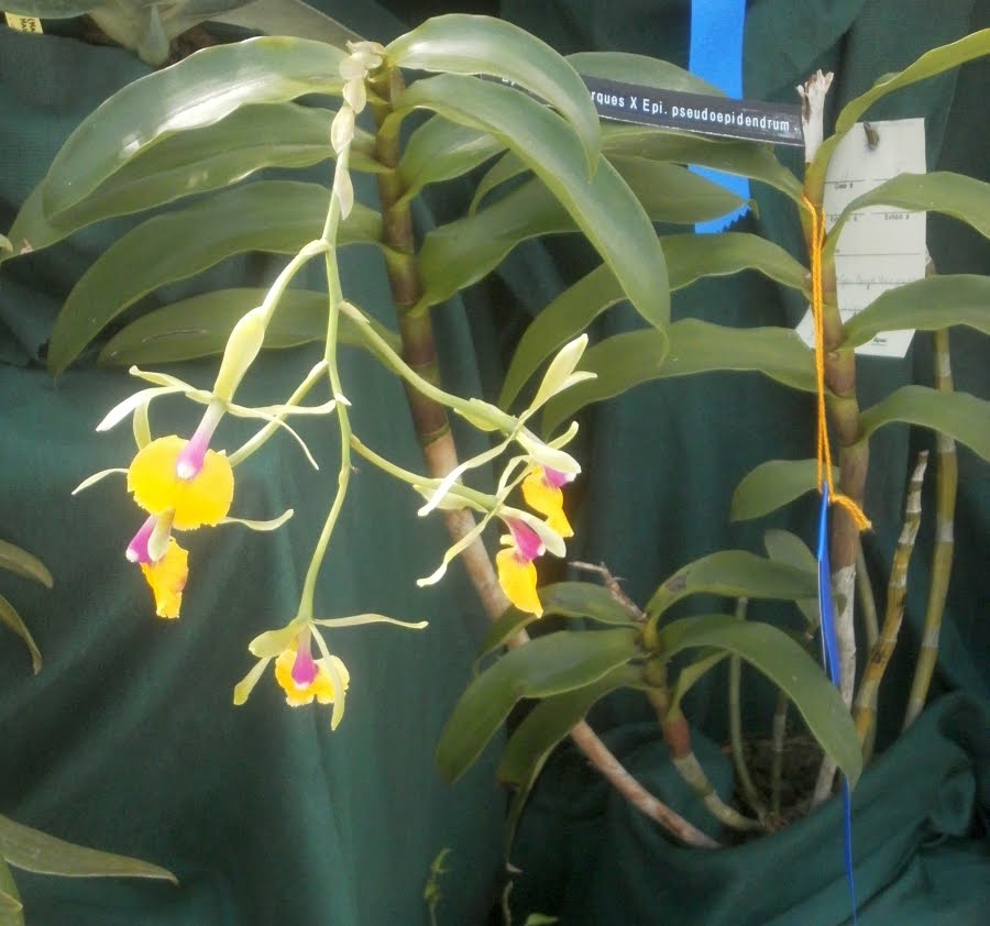 Plants are the Strangest People: Pretty picture: Epicattleya Rene ...