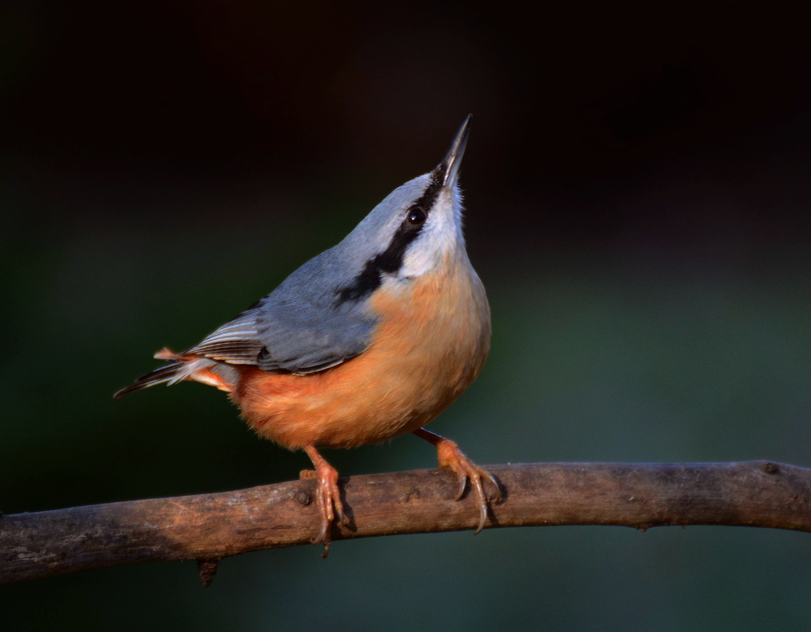 Kowalik, zimowe dokarmianie