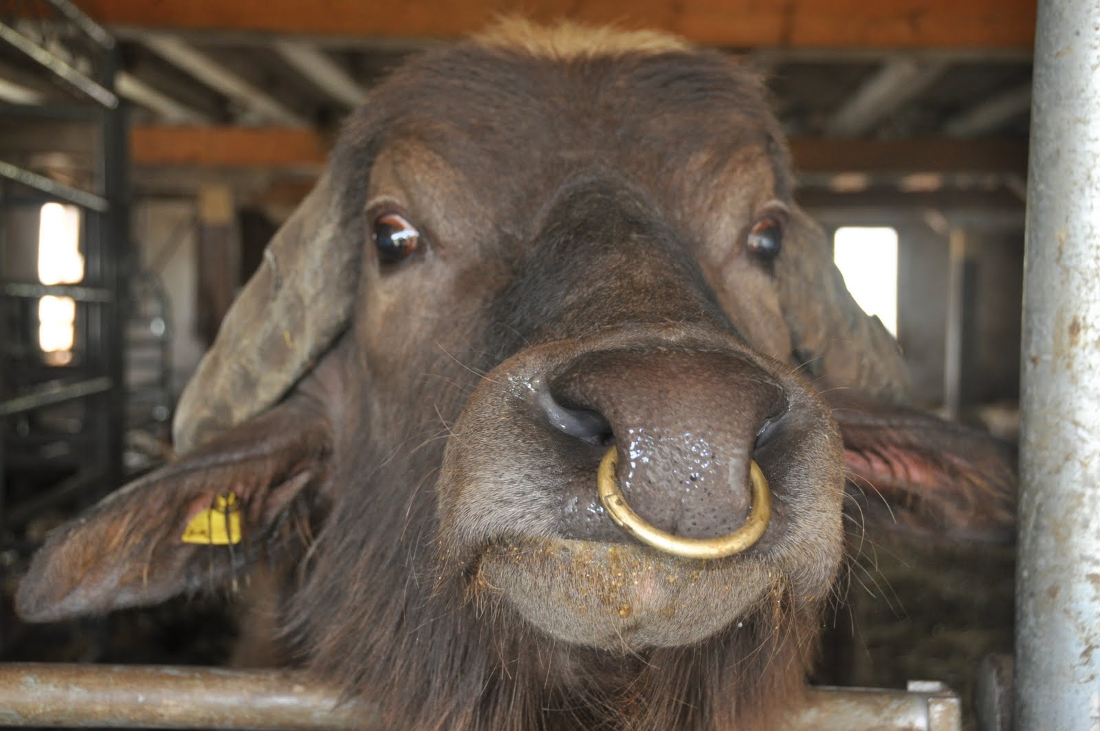 Renaissance Woman Retired: The First Mozarella di buffala cheese in ...