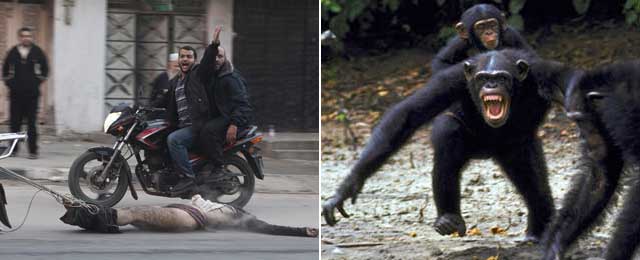 VIOLENCIA EN LOS PRIMATES