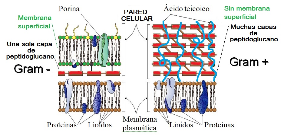 CURIOSIDADES CIENTÍFICAS : Cell wall. La pared celular bacteriana