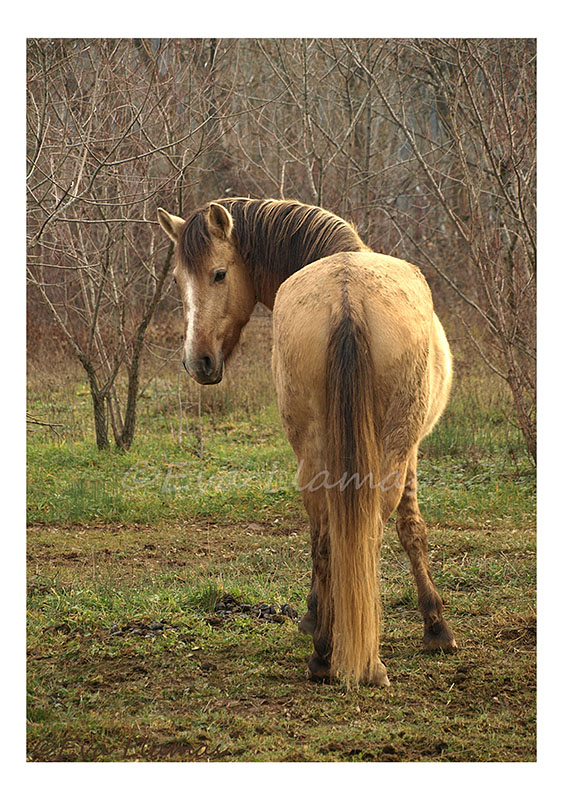 Lo que yo veo al salir de casa: Caballo alazán pálido