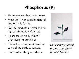 Role of Phosphorous in Plants | My Planting Hobby ( Information carriers)