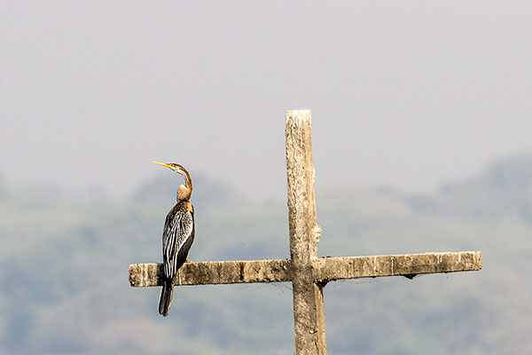 Thol Lake Bird Sanctuary | Nature Trip In Gujarat - Beep Blog ...