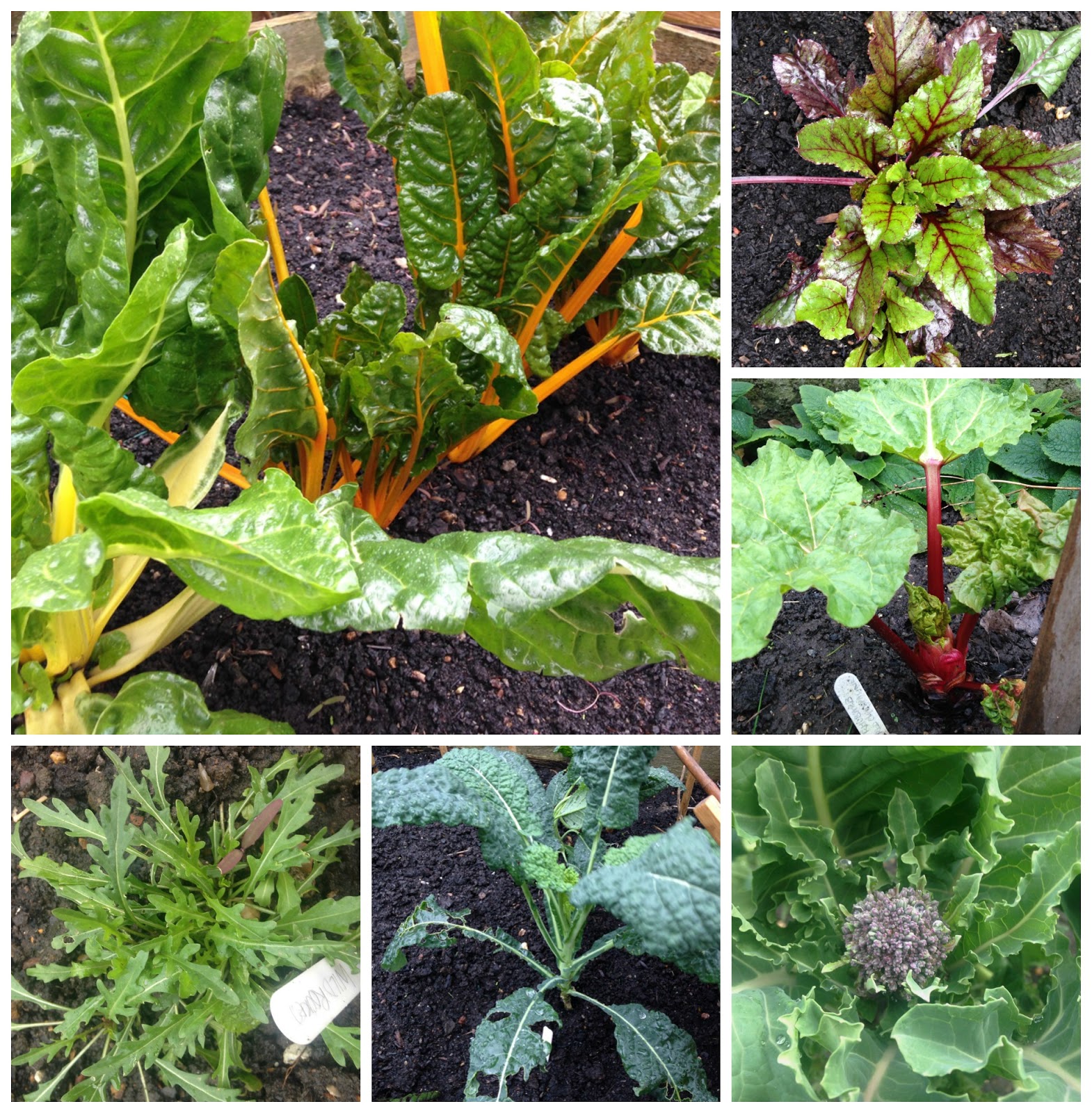 The Urban Veg Patch: #mygardenrightnow In the Veg Patch early March