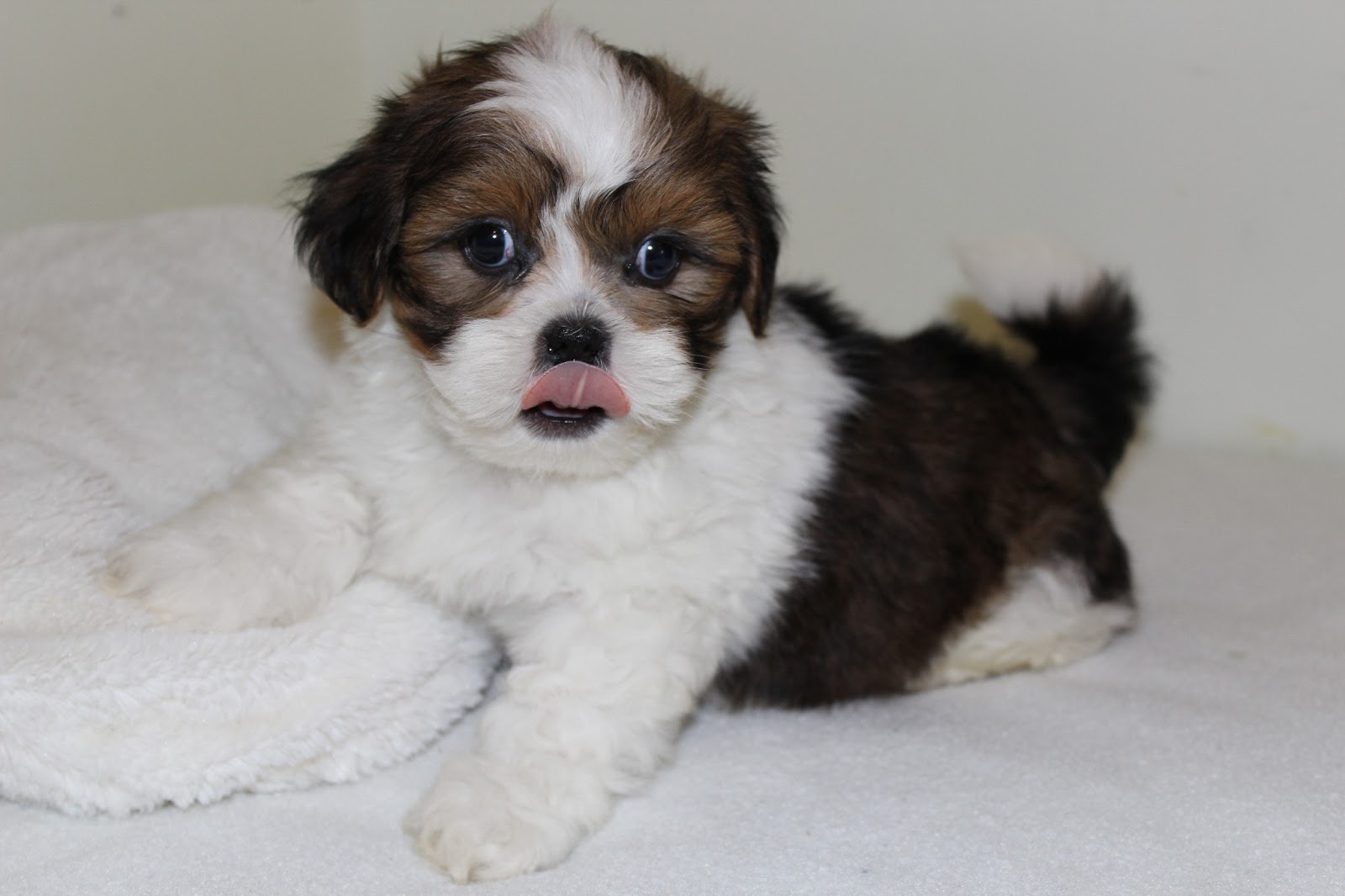 Lhasa Apso - Penny's Pups from birth to new homes