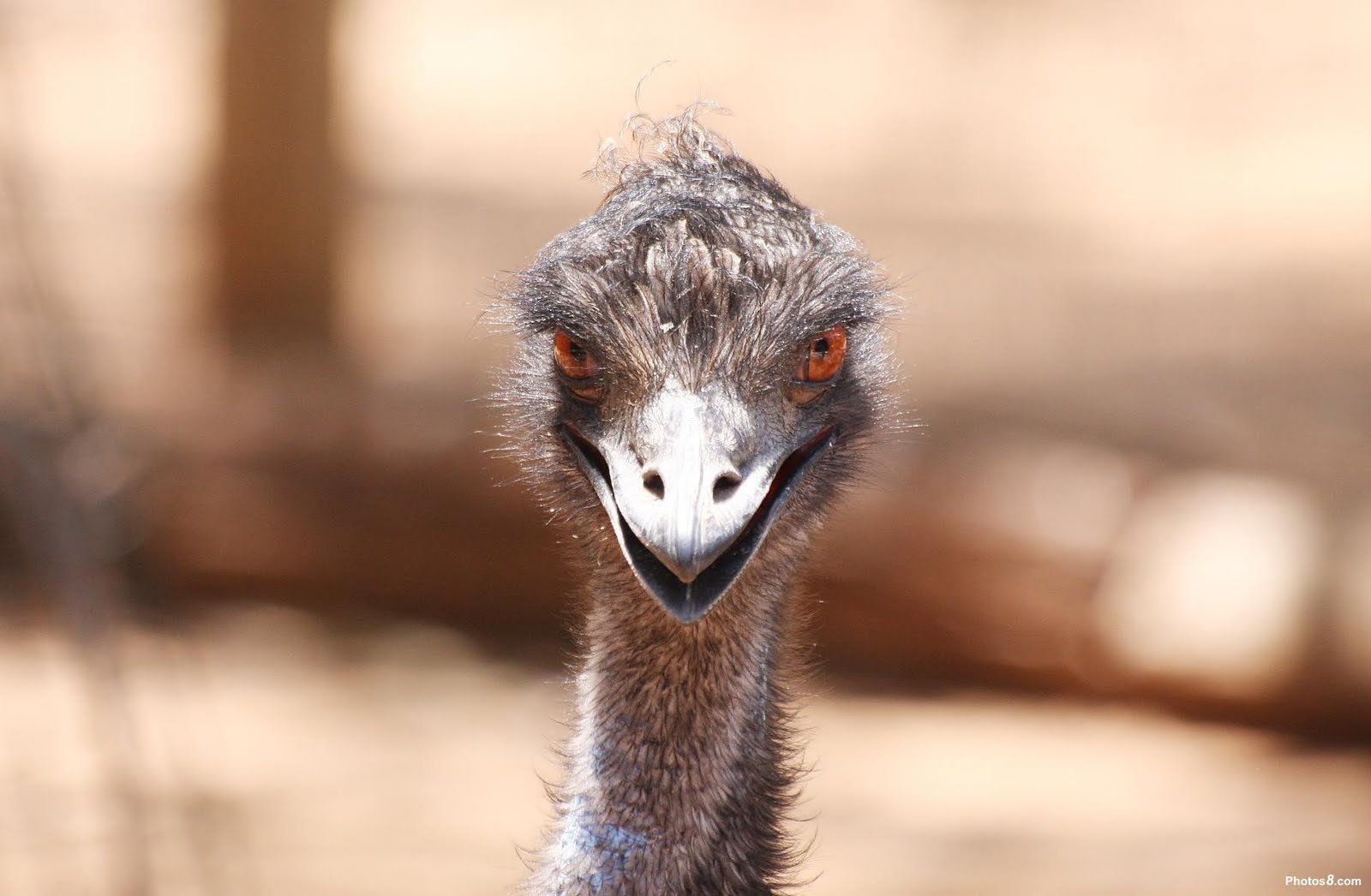 Monkey Blog: emu wallpapers