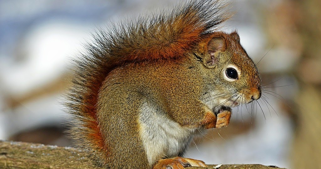 Contes d' Animals: L' ESQUIROL