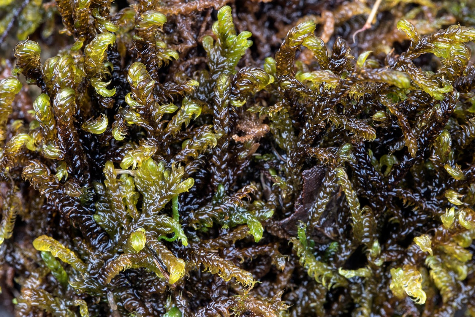 South Wales Bryophytes: Brecon Beacons Pit Stop