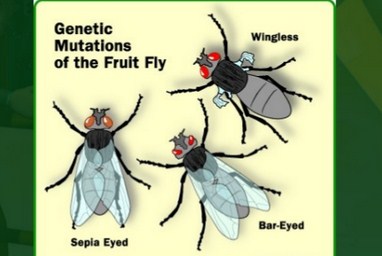 Macam-Macam Mutasi Dan Contohnya Dalam Ilmu Biologi