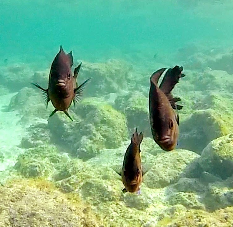 Rafael Microfauna Marina: Peces