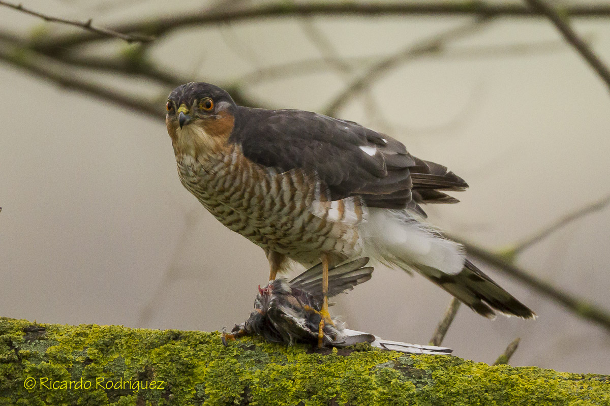 Aves Ricardo Rodriguez: Gavilán (Accipiter nisus) ♂