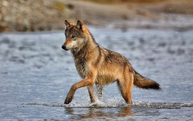Bears at Hallo Bay: The Beauty of Wolves
