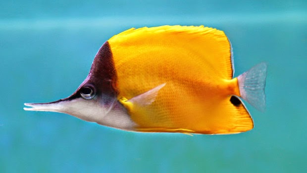 BUTTERFLYFISH photos - wallpapers | the fun bank