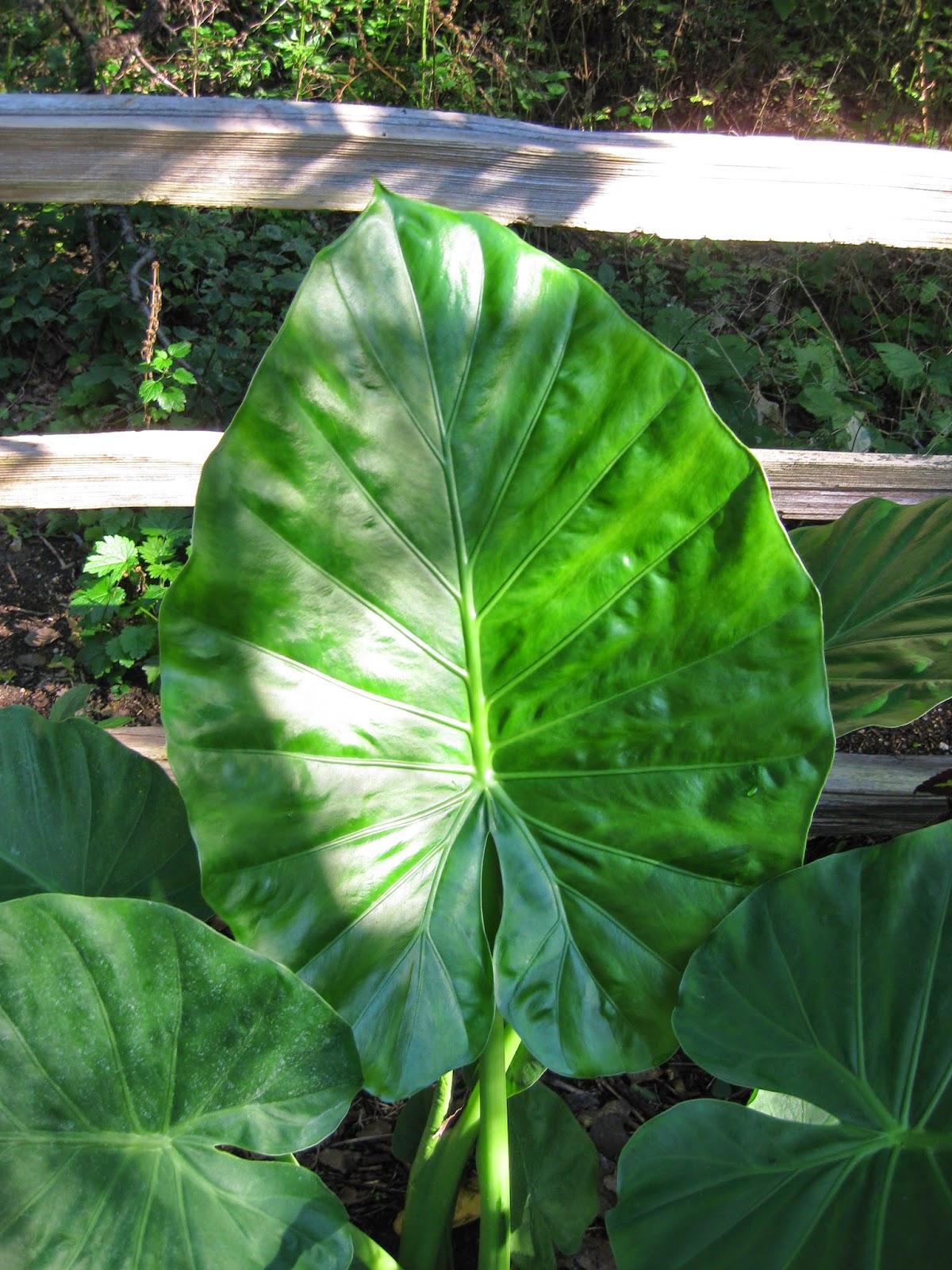 Rotary Botanical Gardens - Hort Blog: Warmer Thoughts With Alocasias