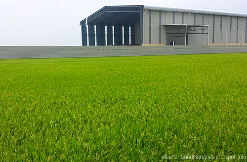 Sekinchan : Paddy Fields Of Green | Elephants & Mangoes