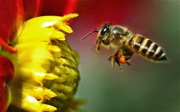 Apitherapy News: Bee, Snake and Scorpion Venom Could Be Used to Fight ...