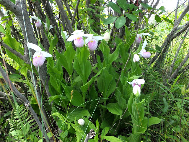 Plants Amaze Me: Michgan Fens, Michigan Wild Orchids