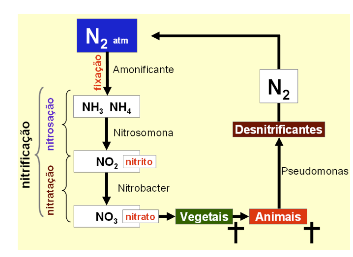 Biologia: CICLO DO NITROGÊNIO