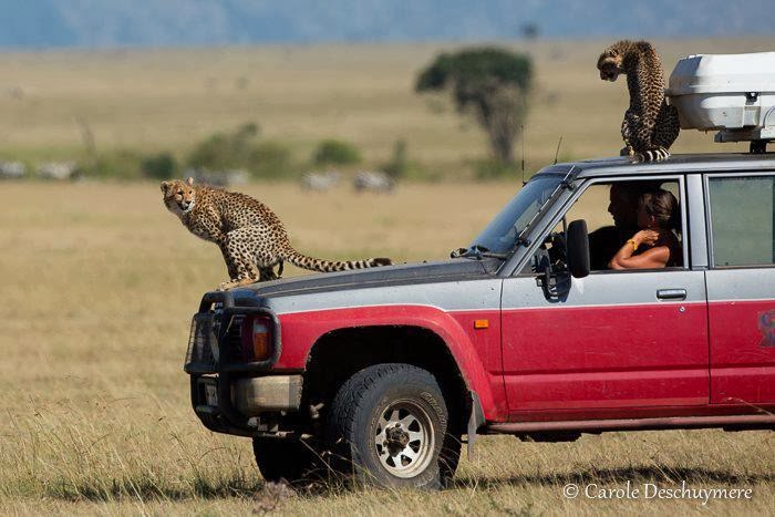 Picha 15 za matukio ya kusisimua ya wanyama mwaka 2013 | JamiiForums