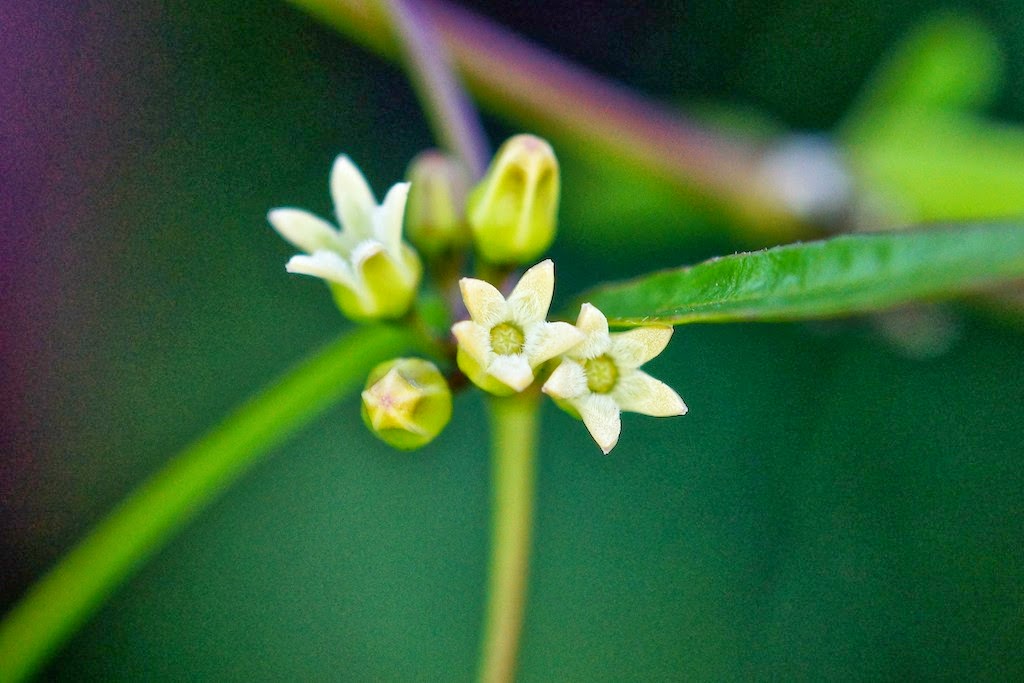 Flora de Puerto Rico Ilustrada Papo Vives: APOCYNACEAE METASTELMA LINEARE