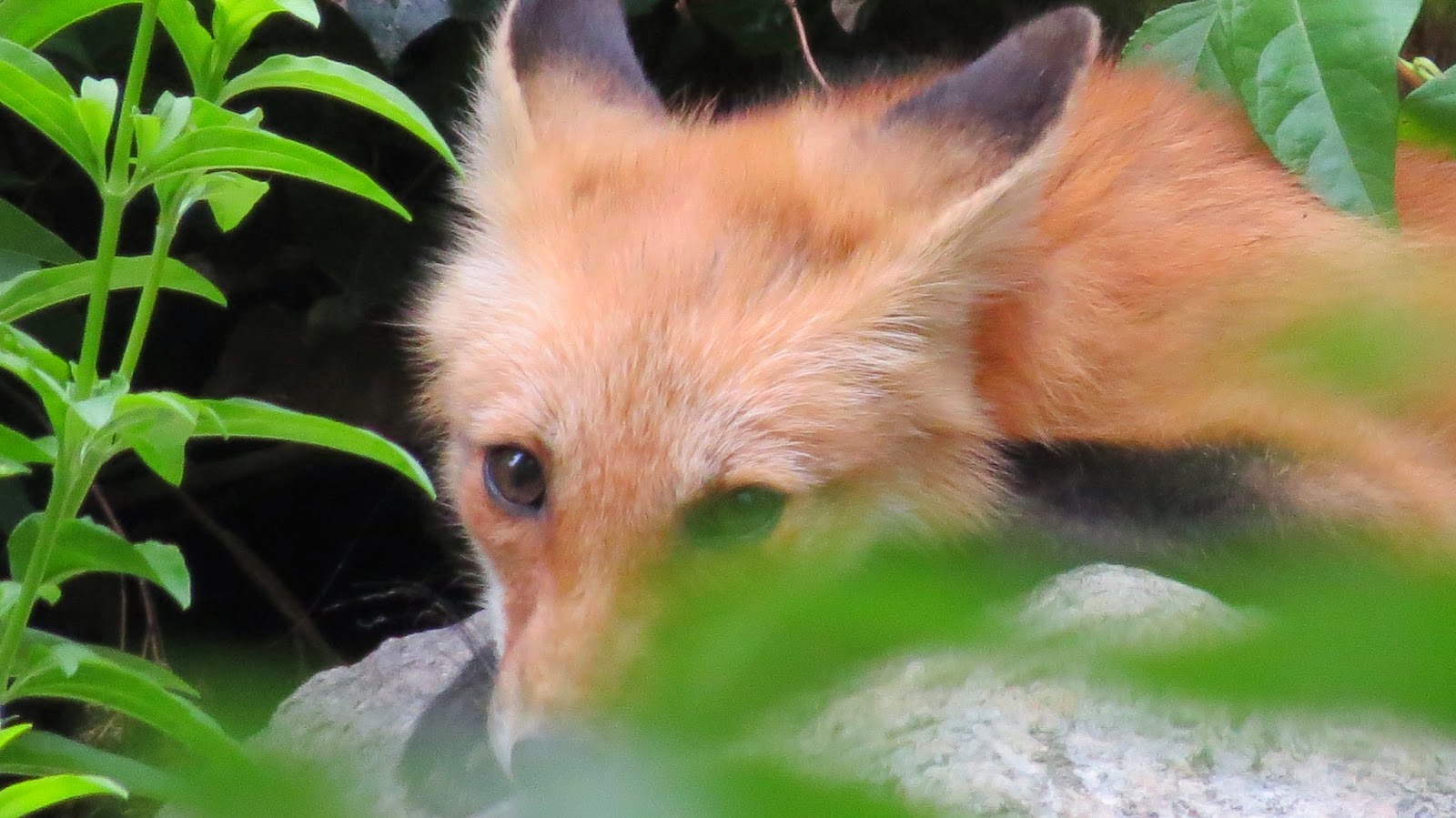 Things with Wings: Red Fox Napping