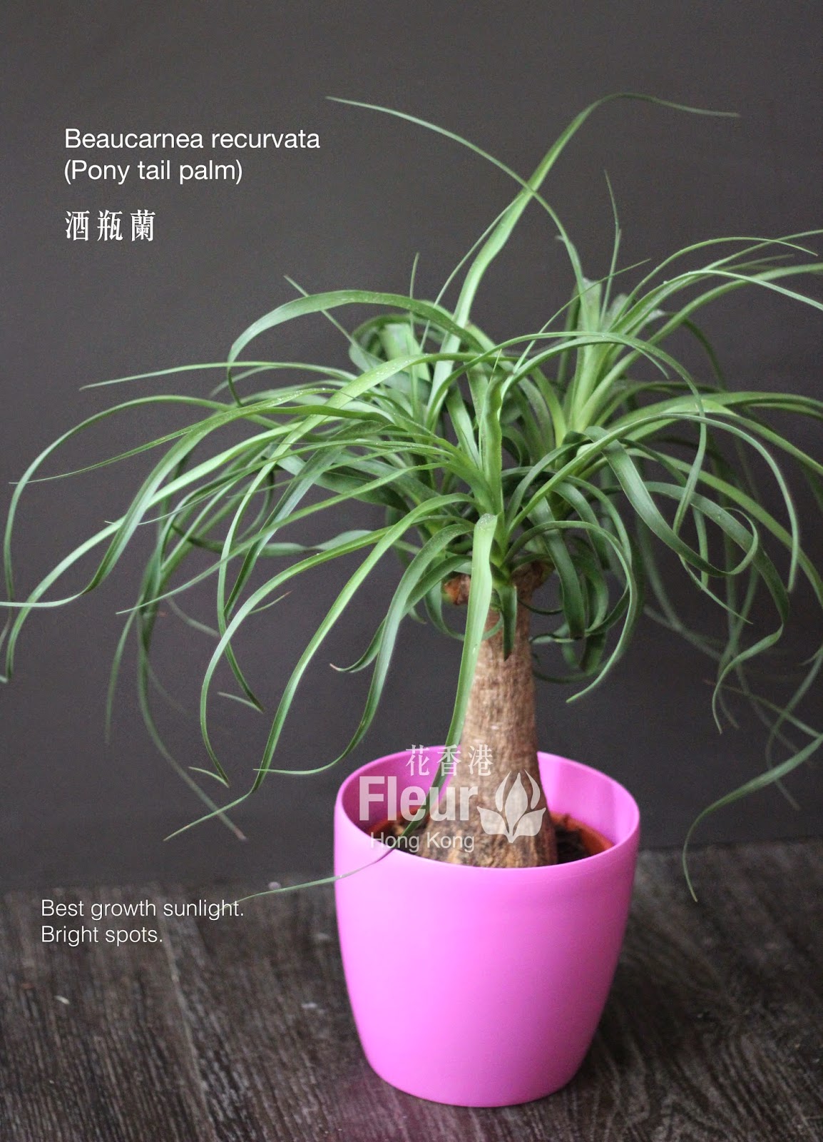 Fleur Hong Kong Florist 花香港 Fleur.hk 部落格 : Tips on Houseplants in Hong Kong
