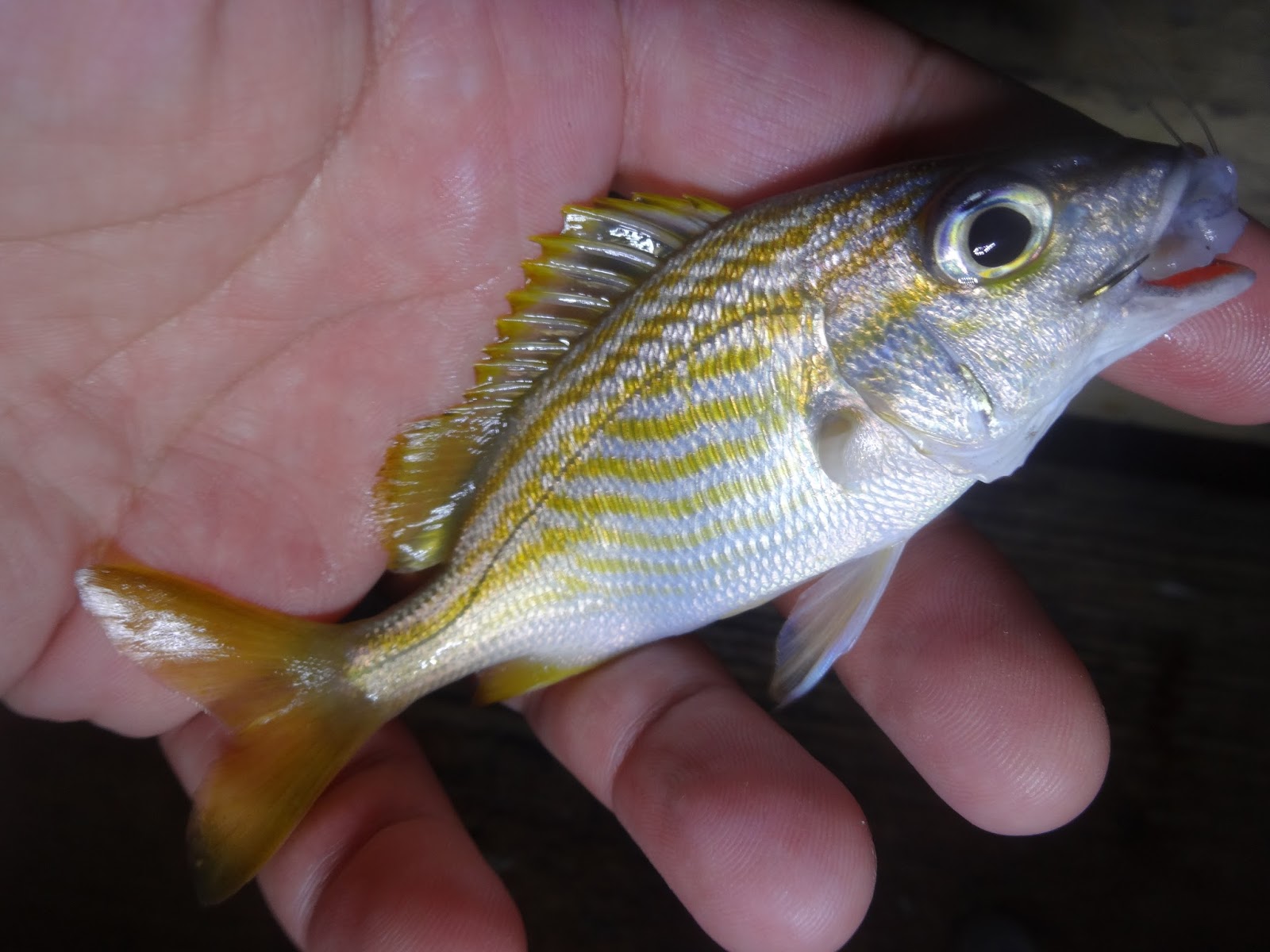 Extreme Philly Fishing: Florida Fishing Under Fresh Gale Conditions (01 ...