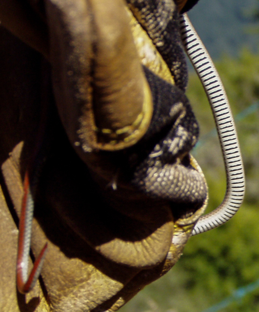 Dipper Ranch: Sharp-Tailed Snake : Long or Short?