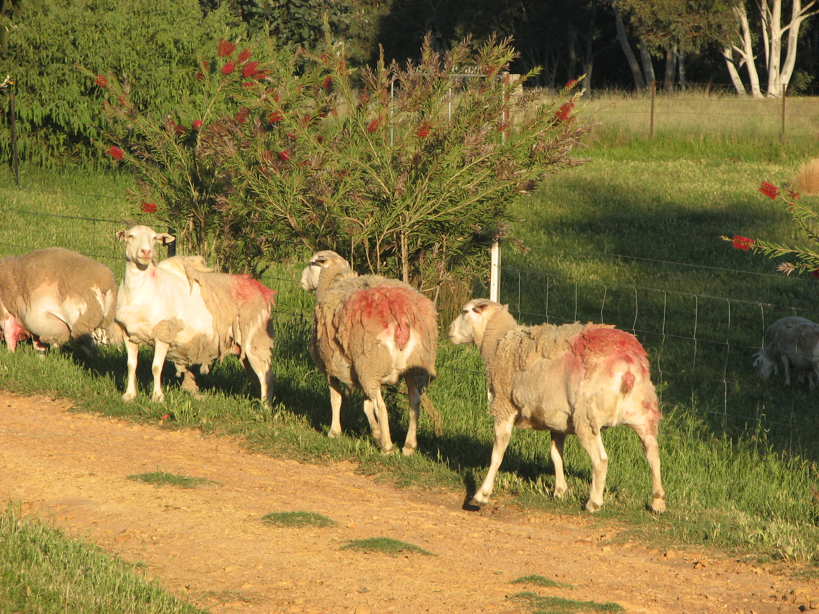 Claremont White Dorpers Blog: Controlled Breeding Plan