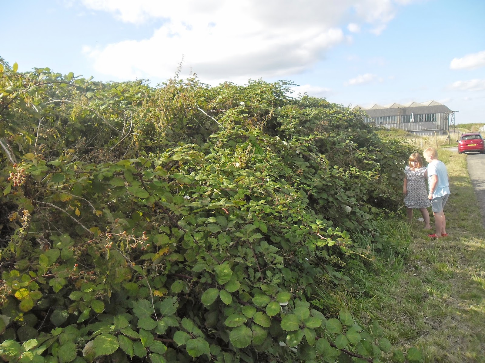 House-Saver Blog: This has got to be the biggest bramble bush in the ...