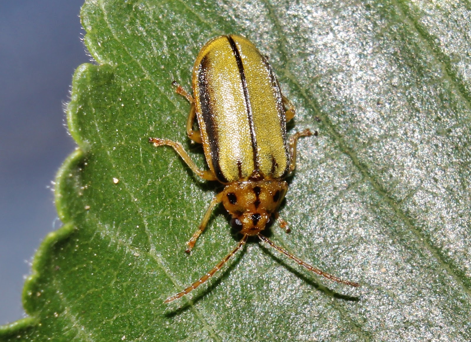 Biodiversity of Cyprus by NGO Protection of the Natural Heritage and ...