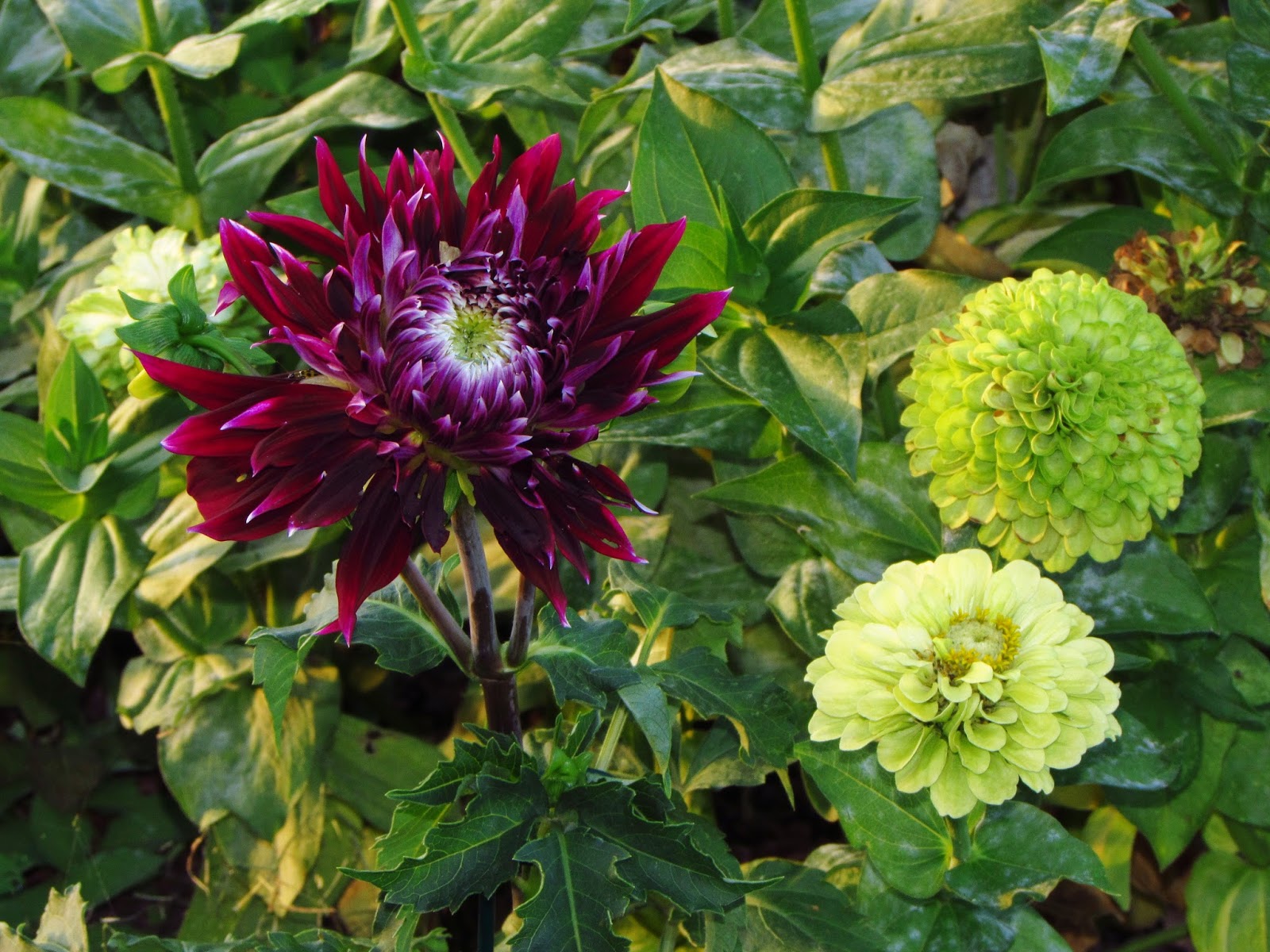 Life In Robin's Nest: The Scruffy September Garden