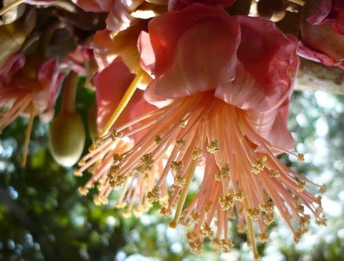 KELULUT DAN BUNGA DURIAN DI SYAMILLE AGROFARM | Syamille Lebah Kelulut ...