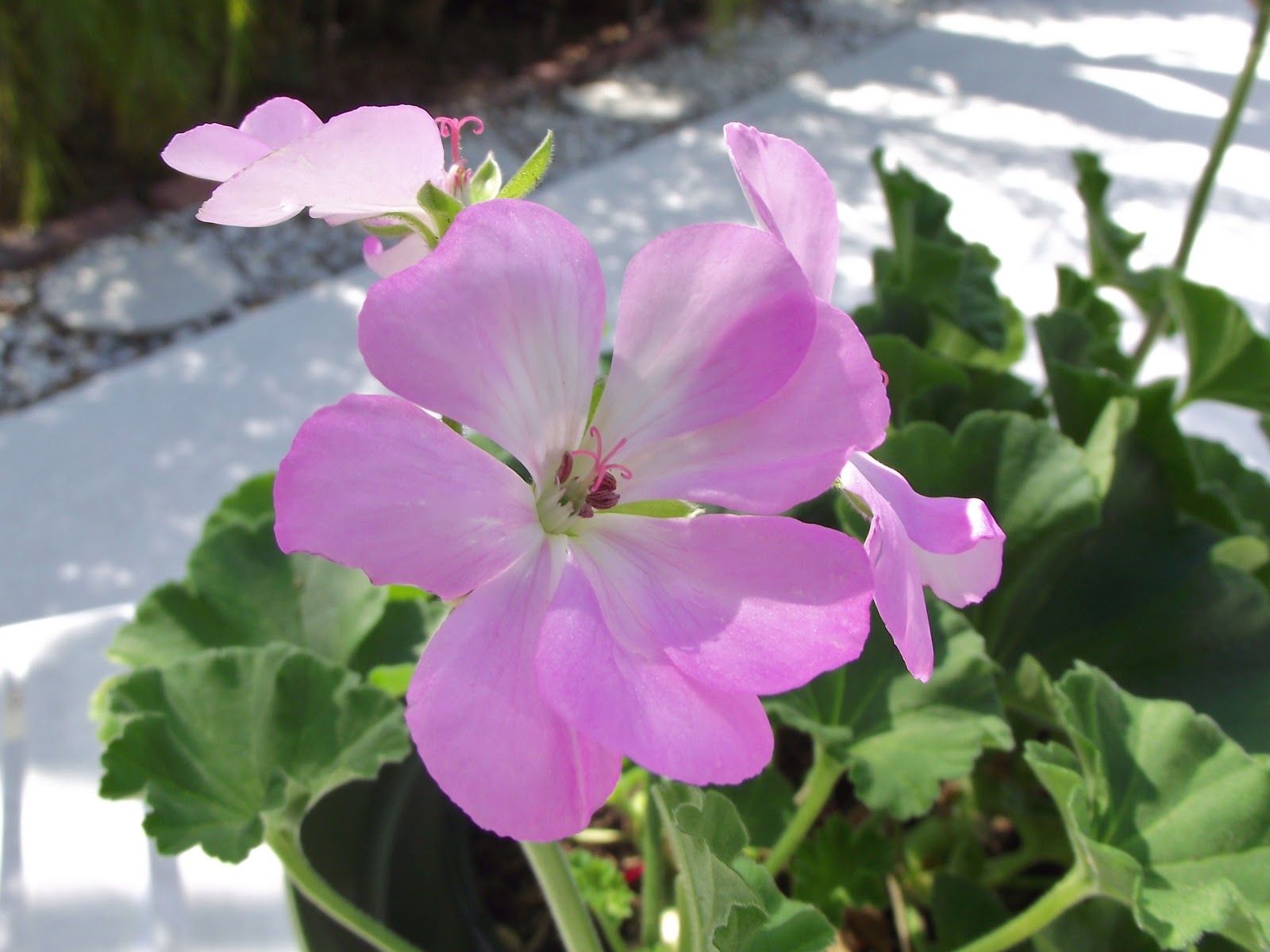 A WHITEWASHED COTTAGE: Pink Geraniums
