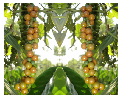 Cara Mudah Pemeliharaan Kebun Budidaya Lada - Inspirasi Berkebun