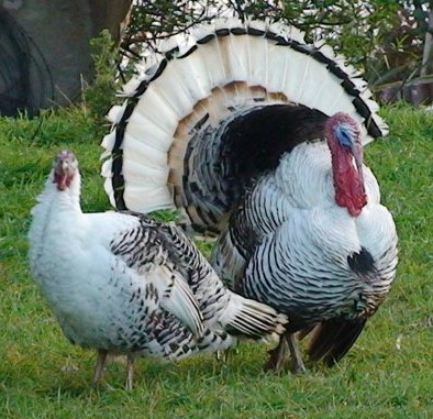 robertguyton: Royal Palm Turkeys