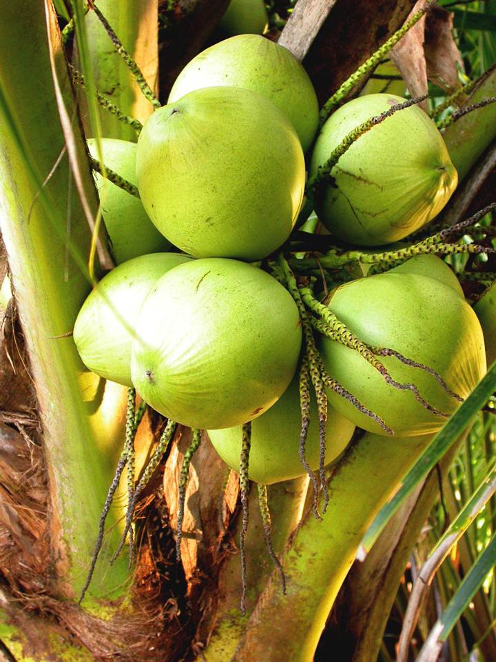Nazarudin Latif Blog's: Perikehidupan Kelapa (Cocos nucifera)